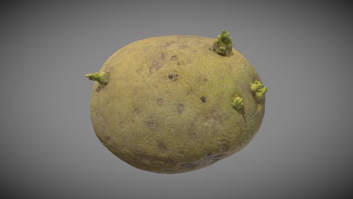 Sprout 3D models - Sketchfab