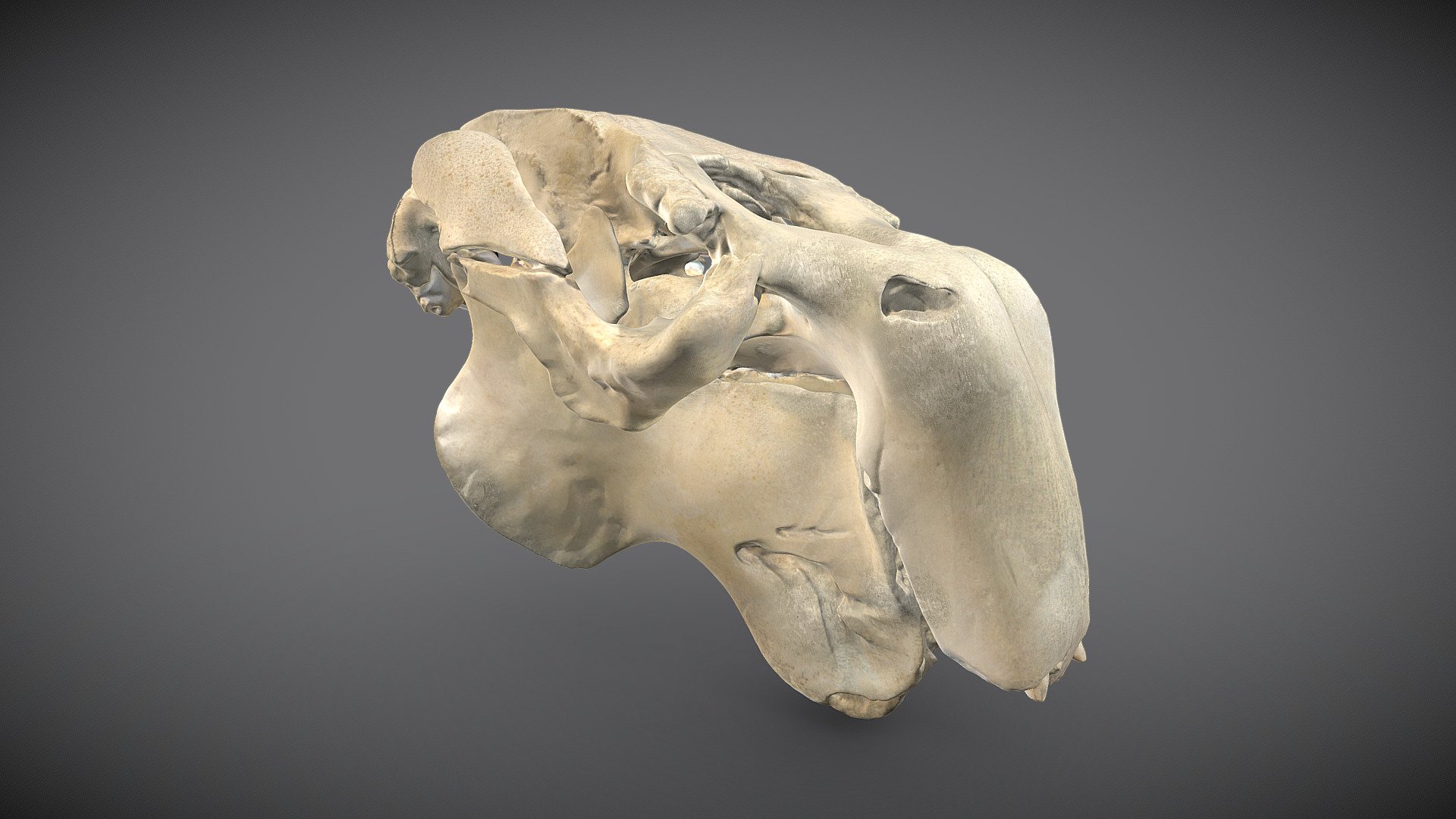 Crâne de dugong - Download Free 3D model by Alienor.org, Conseil des musées (@alienor.org ...