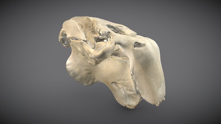 Dugong 3D models - Sketchfab