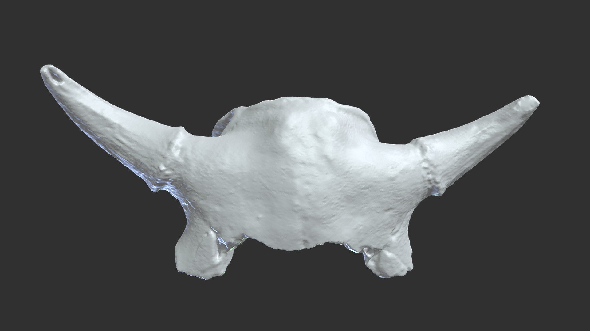 Bison skull (late Holocene). Big Bone Lick, KY - Download Free 3D model ...