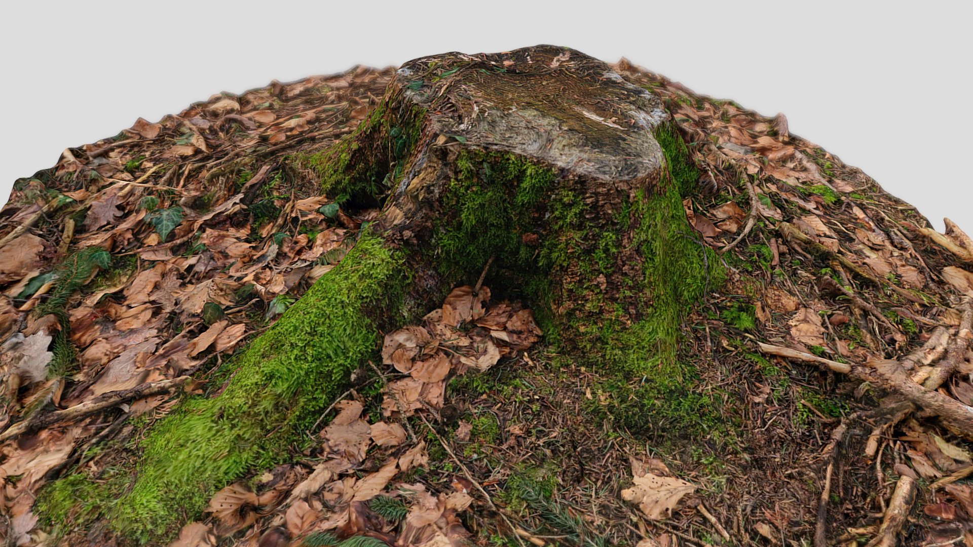 Tree stump scan 8k 032 - Buy Royalty Free 3D model by immerge [d200d10 ...