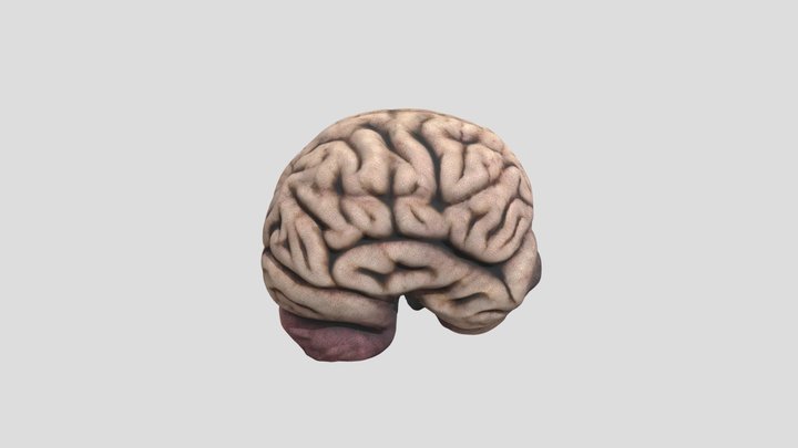 Brain 3D models - Sketchfab