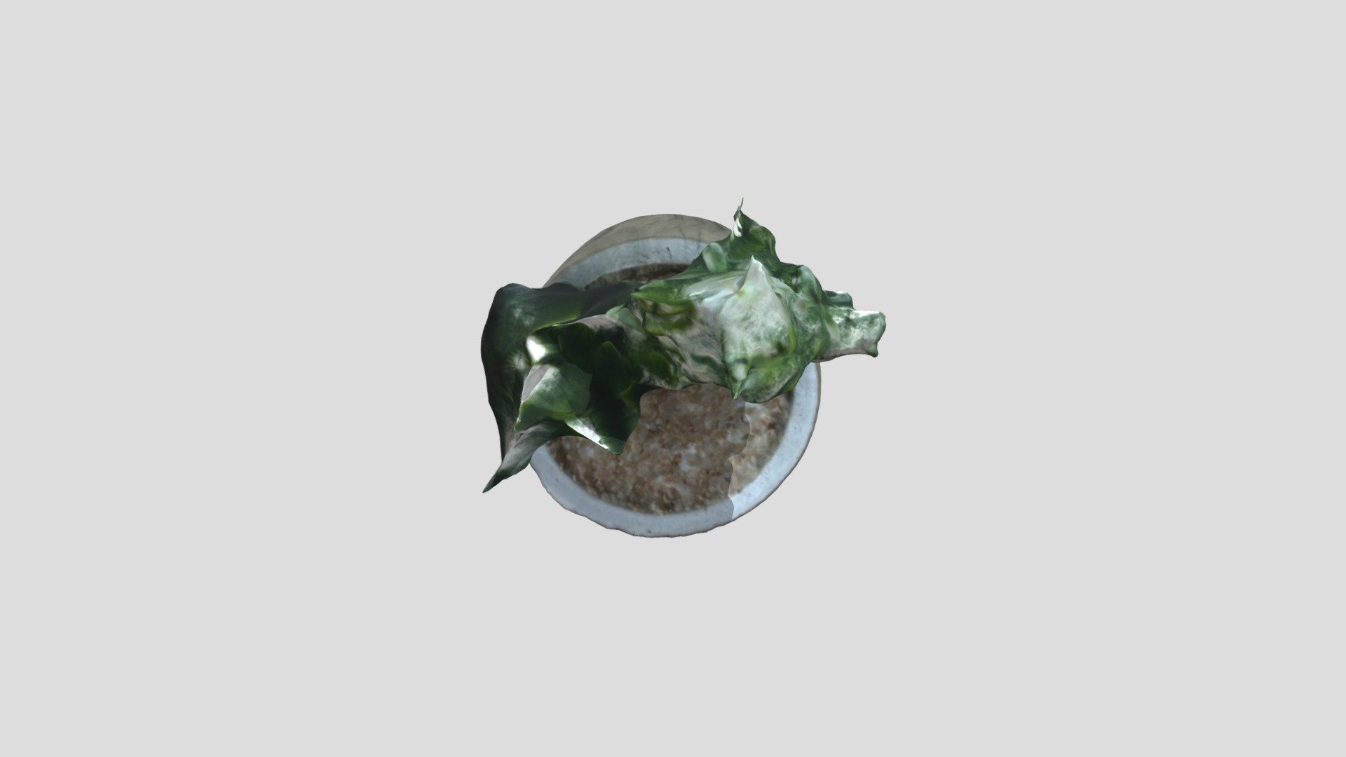 MINI PLANT - 3D model by Dhruvi_Rathod19 [d214947] - Sketchfab
