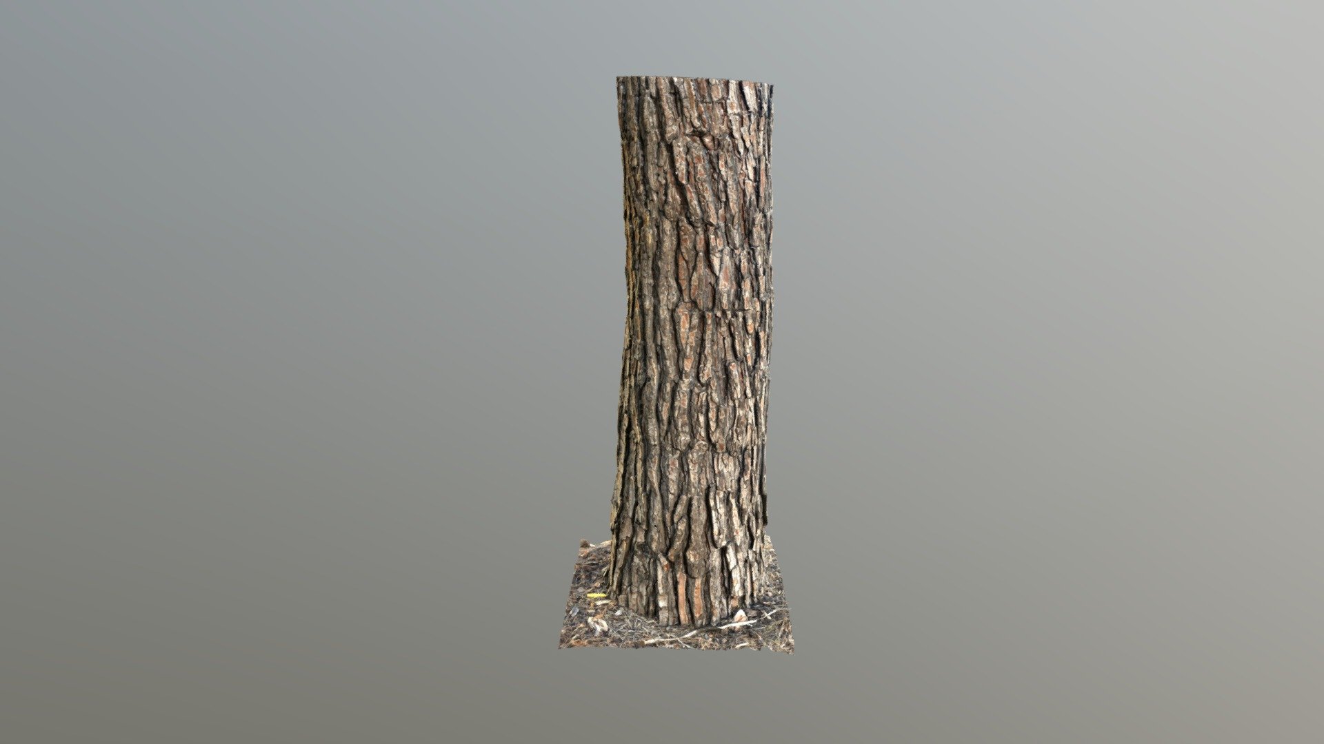 Loblolly Pine Trunk - KIRI Engine Remesh - Download Free 3D model by AirSickLowLander [d220db8 ...