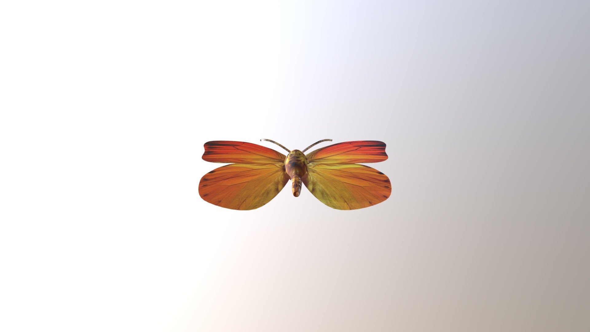 Butterfly - Download Free 3D model by TOKUYOMI [d2244b4] - Sketchfab