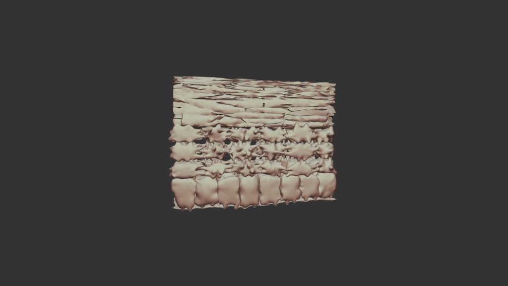 Epidermis - 3D model by ignacio.toledo.o [d231c47] - Sketchfab
