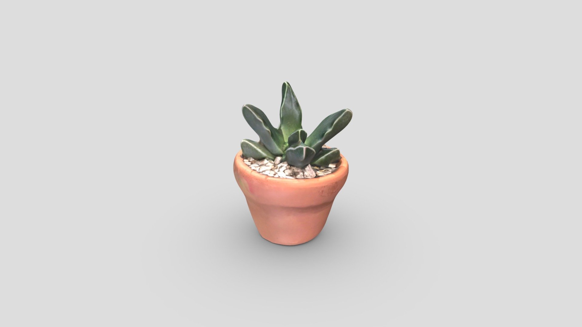 3D Cactus - Download Free 3D model by James Lee (@leetaeung) [d23483a ...