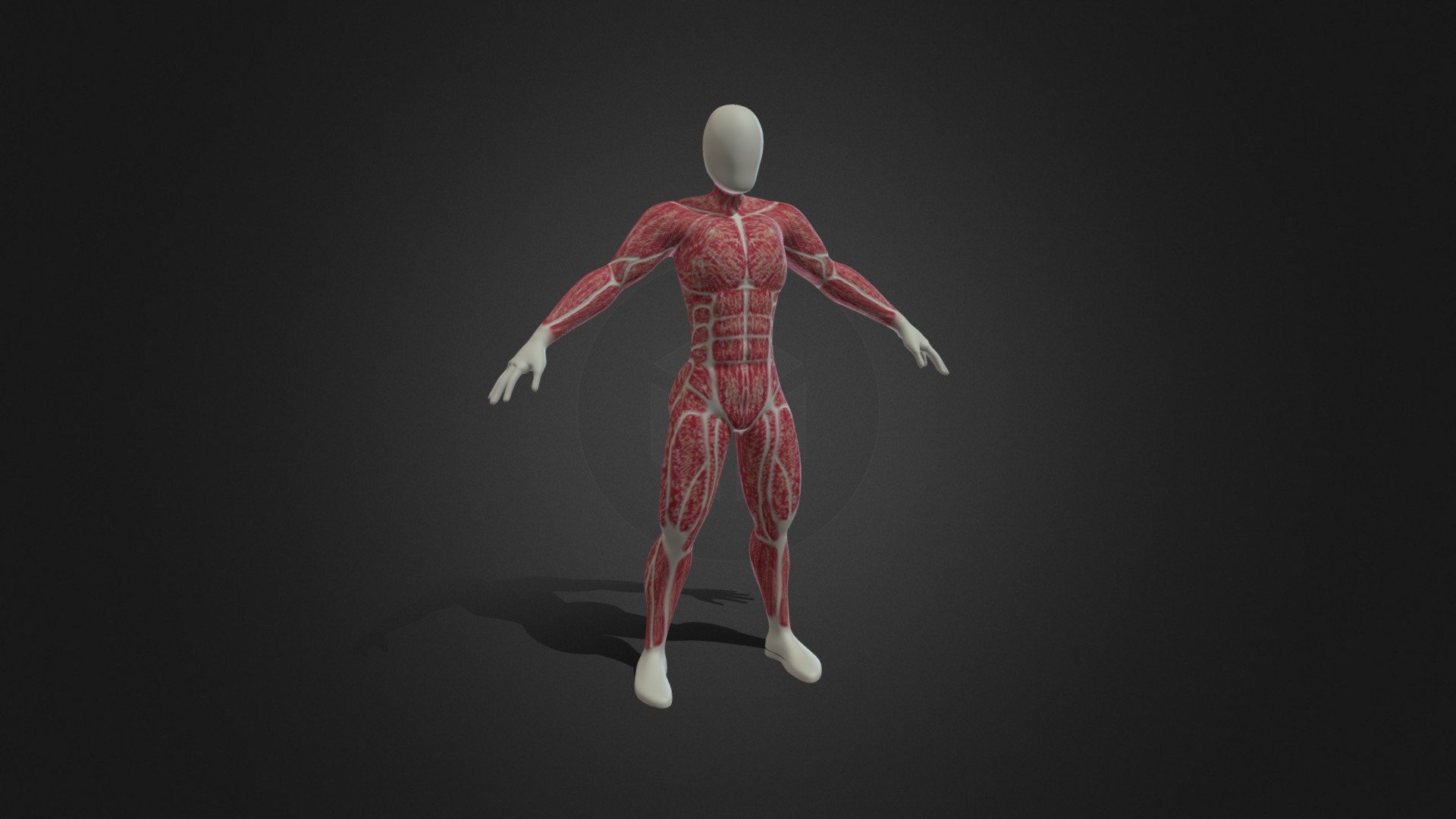 2284_Tusset_Maude_Anatomie - Download Free 3D model by HEPL3D [d23bf4a ...