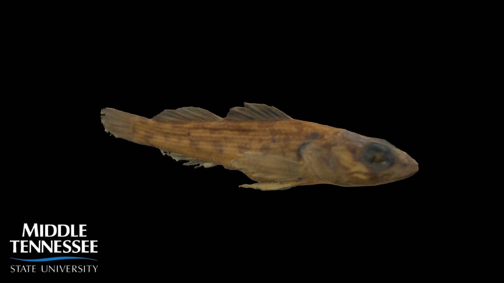 Striped darter - Etheostoma virgatum - Download Free 3D model by ...