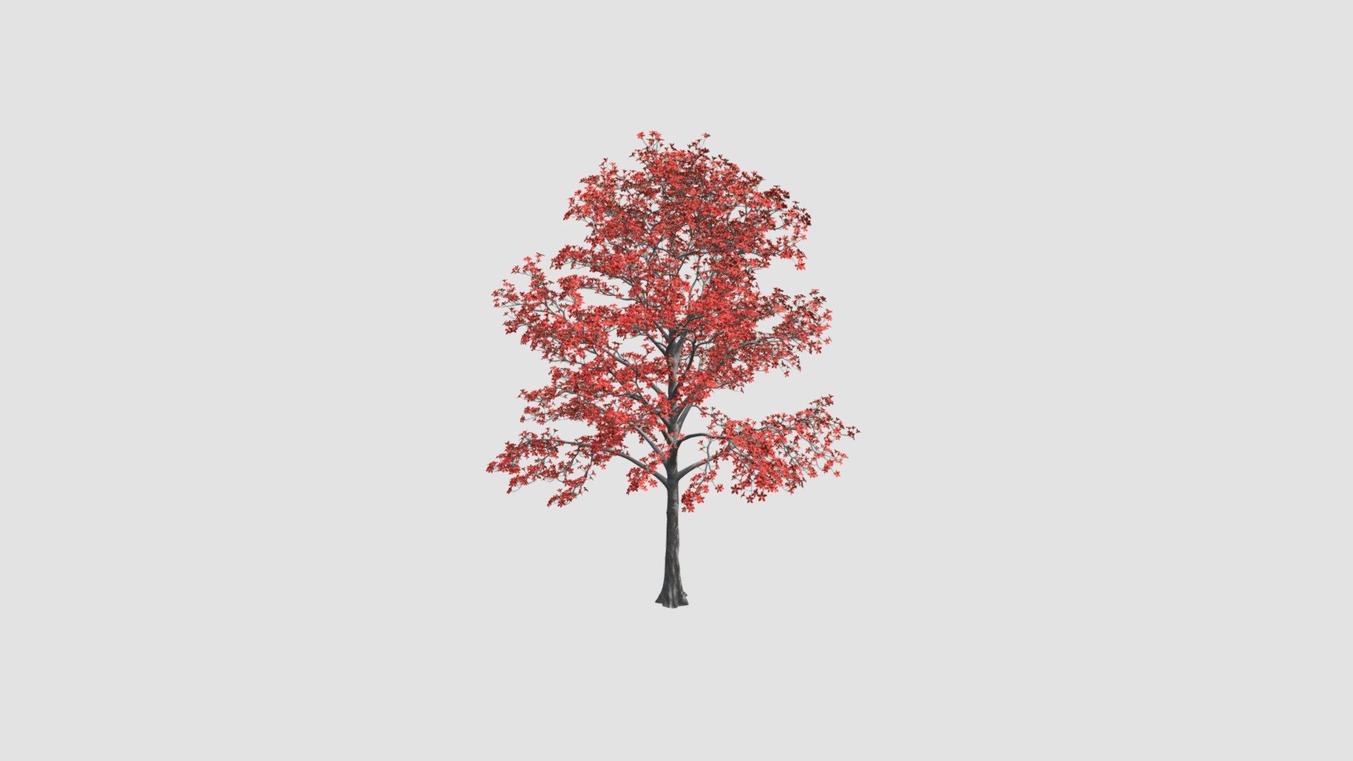 Bombax cebia - Buy Royalty Free 3D model by Evermotion [d240952 ...