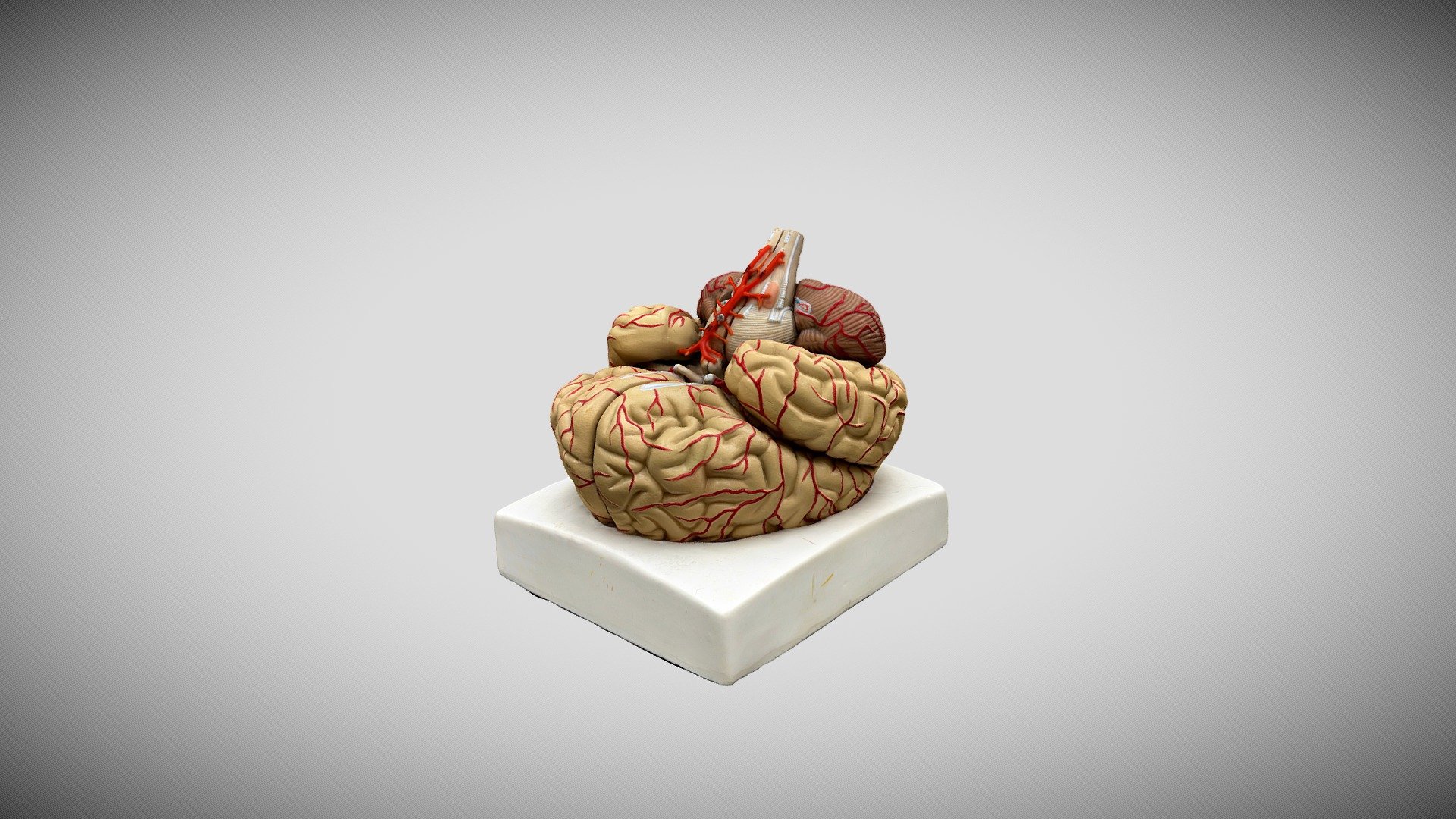 the brain - 3D model by XVenture Productions (@chlojo1983) [d242166 ...