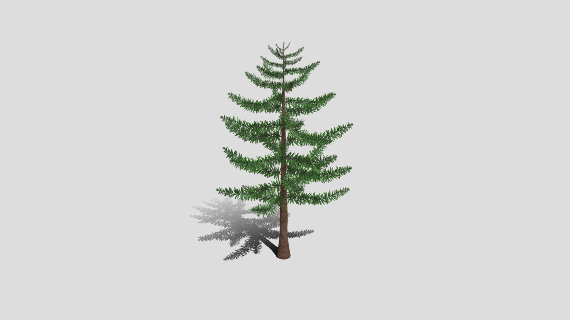 Evergreen Tree - 3D model by Zainnaufal [d247195] - Sketchfab