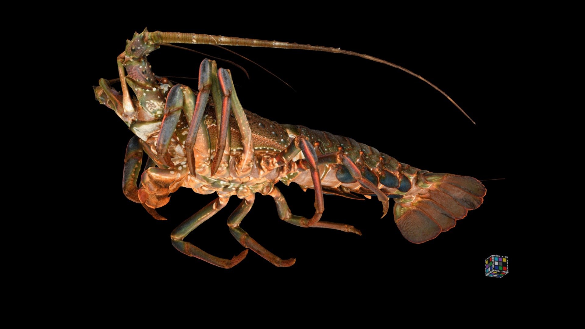 イセエビ ♂ Japanese Spiny Lobster, P. japonicus - Download Free 3D model by ...