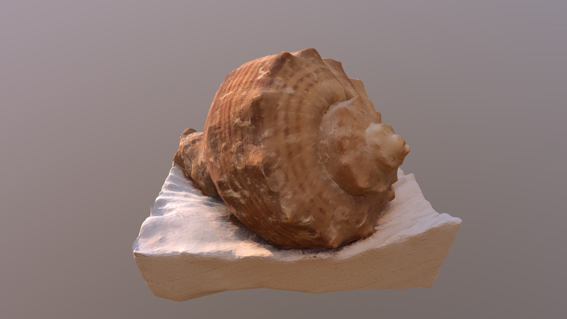 scoica - 3D model by gorobicm [d251fec] - Sketchfab