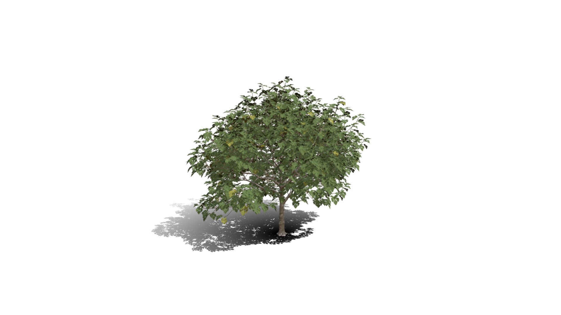 Realistic HD Common fig tree (18/30) - Download Free 3D model by ...