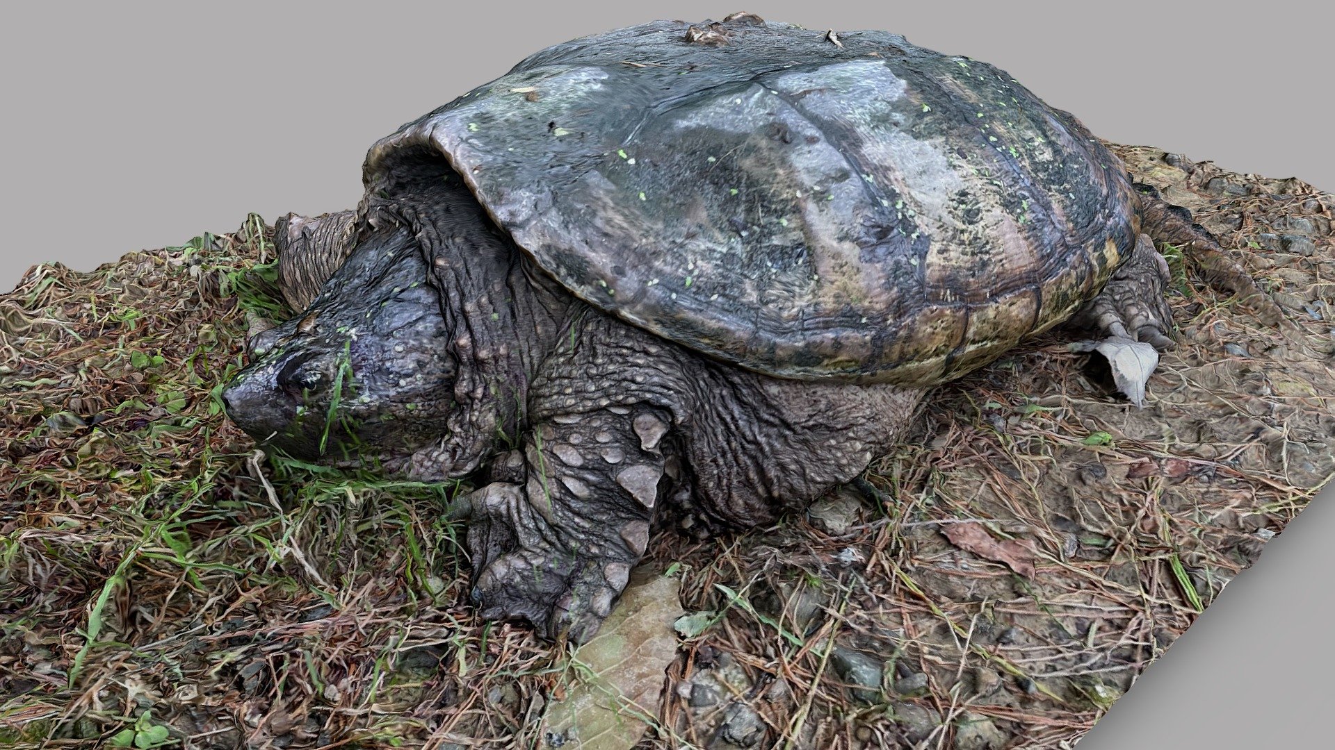 A Snapping Turtle - 3D model by Stuart Rosenberg (@s2rosenberg ...