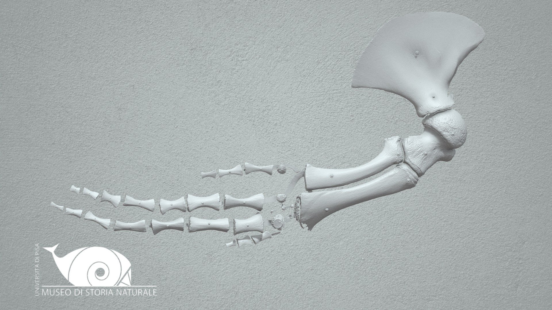 Humpback whale (right forelimb) - 3D model by Natural History Museum ...