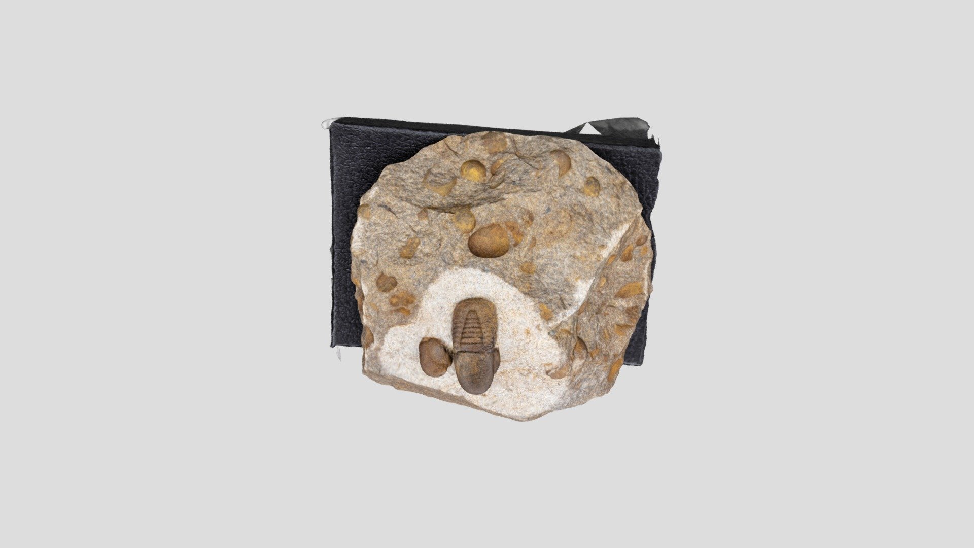 The Ordovidian trilobite Cyclopyge - 3D model by Kaori_T [d262e8d ...