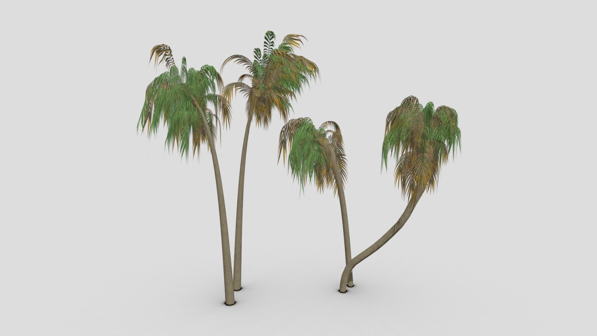 Palm Tree-S3 - Buy Royalty Free 3D model by ASMA3D [d266f44 ...