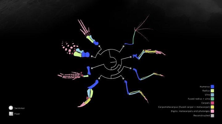 Homology 3D models - Sketchfab