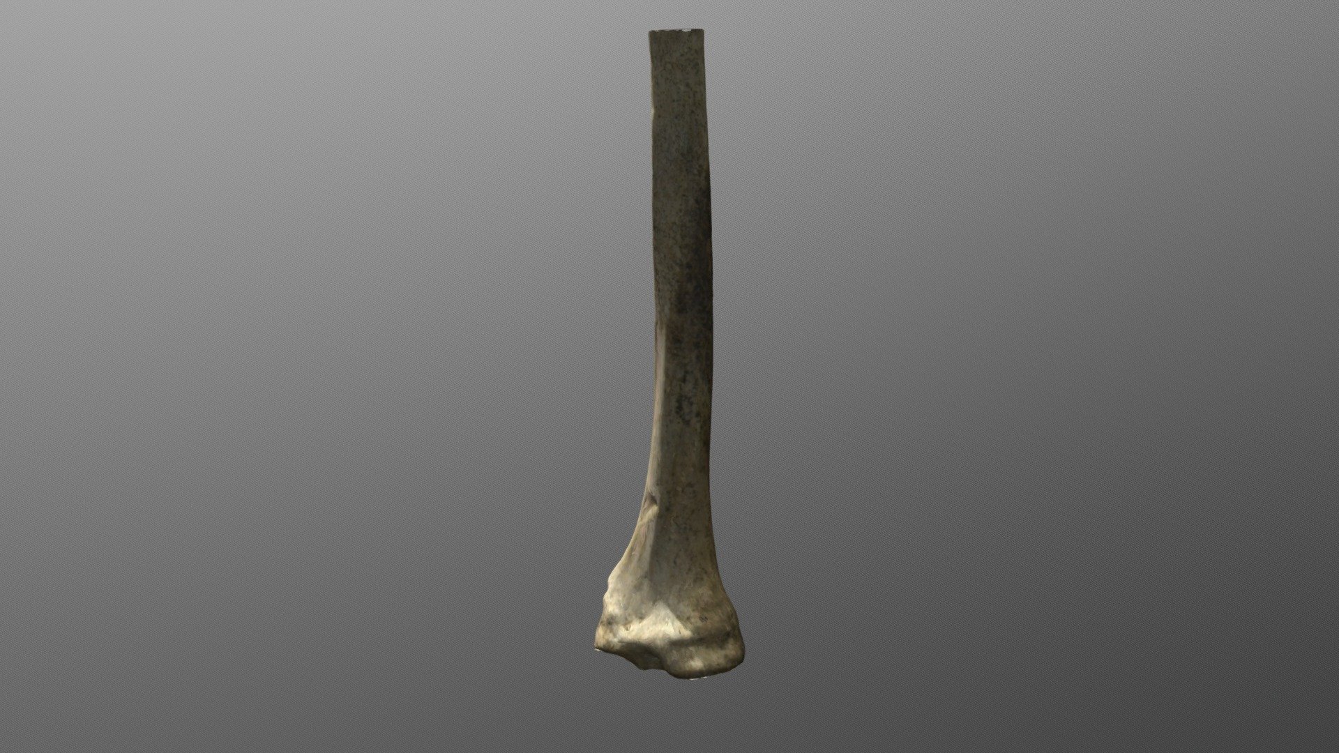 Right Tibia - 3D model by Josie (@Jwallace96) [d2738b4] - Sketchfab