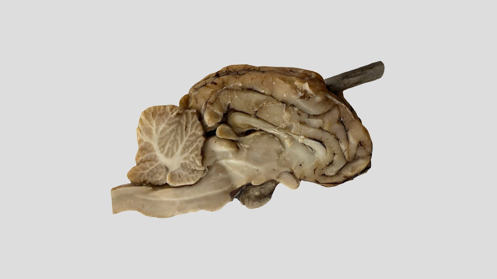 Sheep Brain - Midsagittal View - Download Free 3D model by 3-D ...