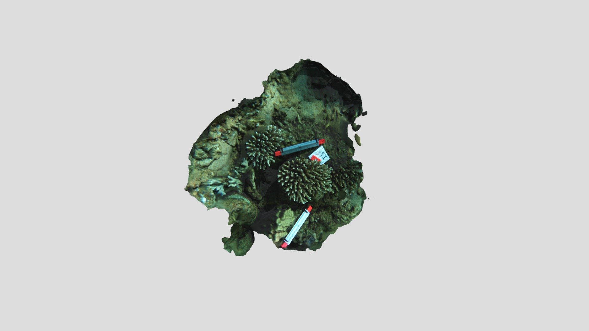 Acropora sp. - Download Free 3D model by futuremaorereefs [d29e579 ...