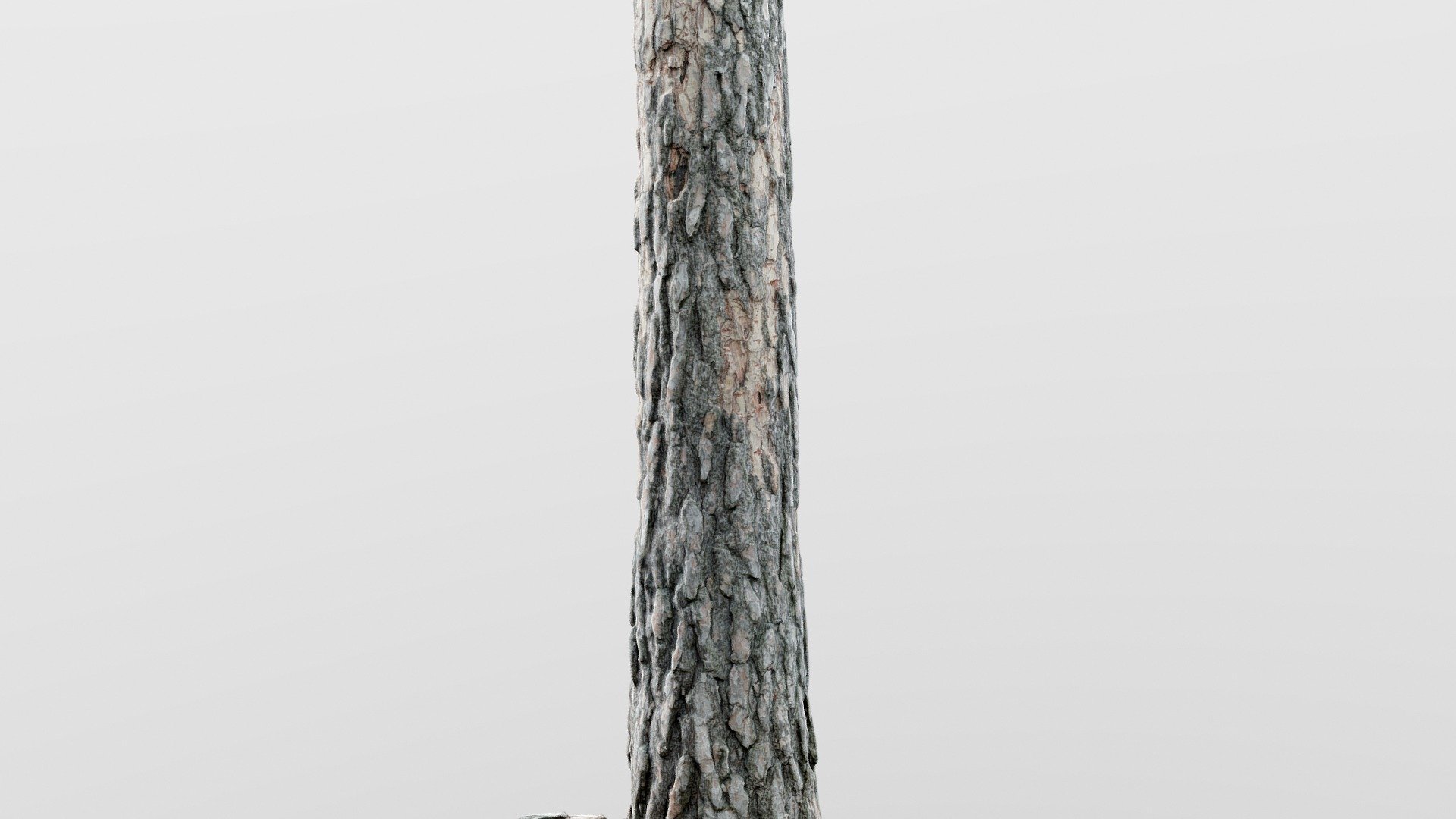 Old Pine Trunk - Download Free 3D model by Drakery [d2a3fd4] - Sketchfab