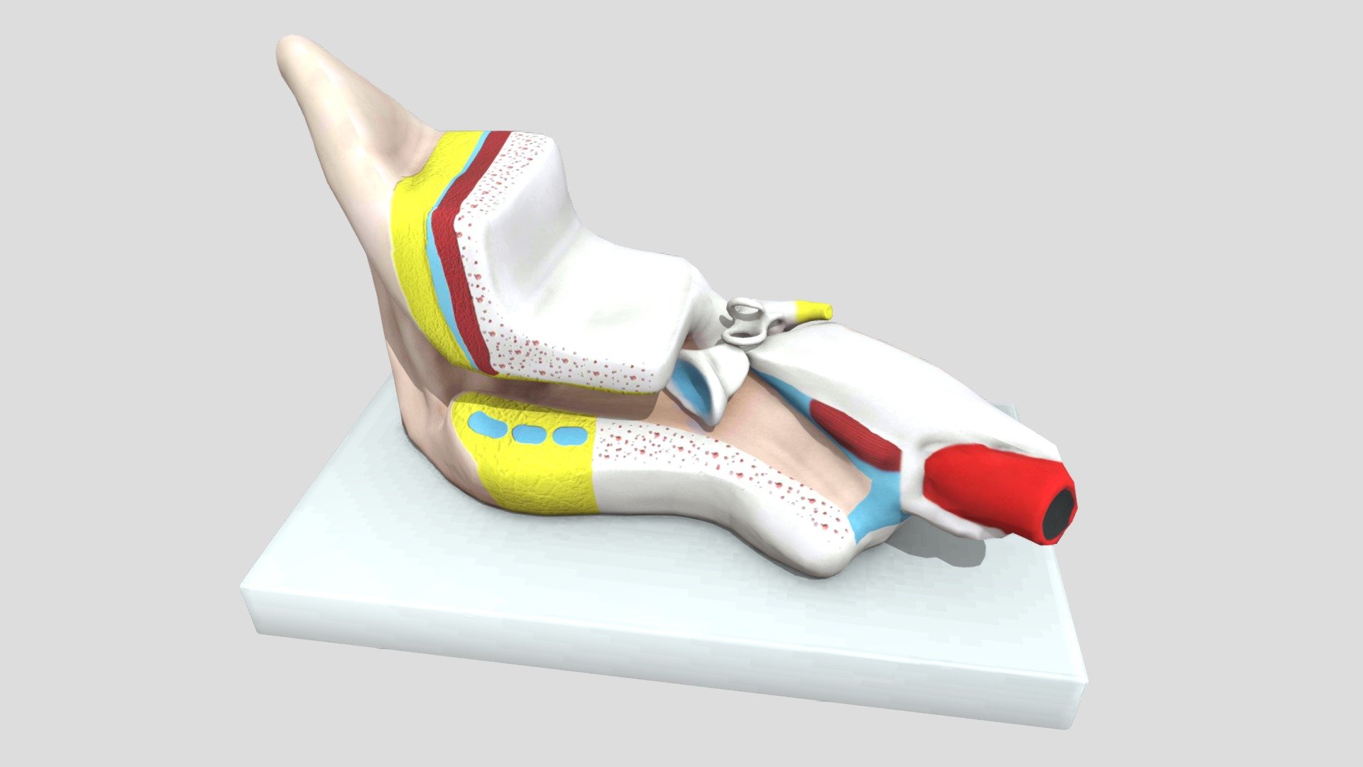 Ear Model - Buy Royalty Free 3D model by digikstudio [d2ac2c4 ...