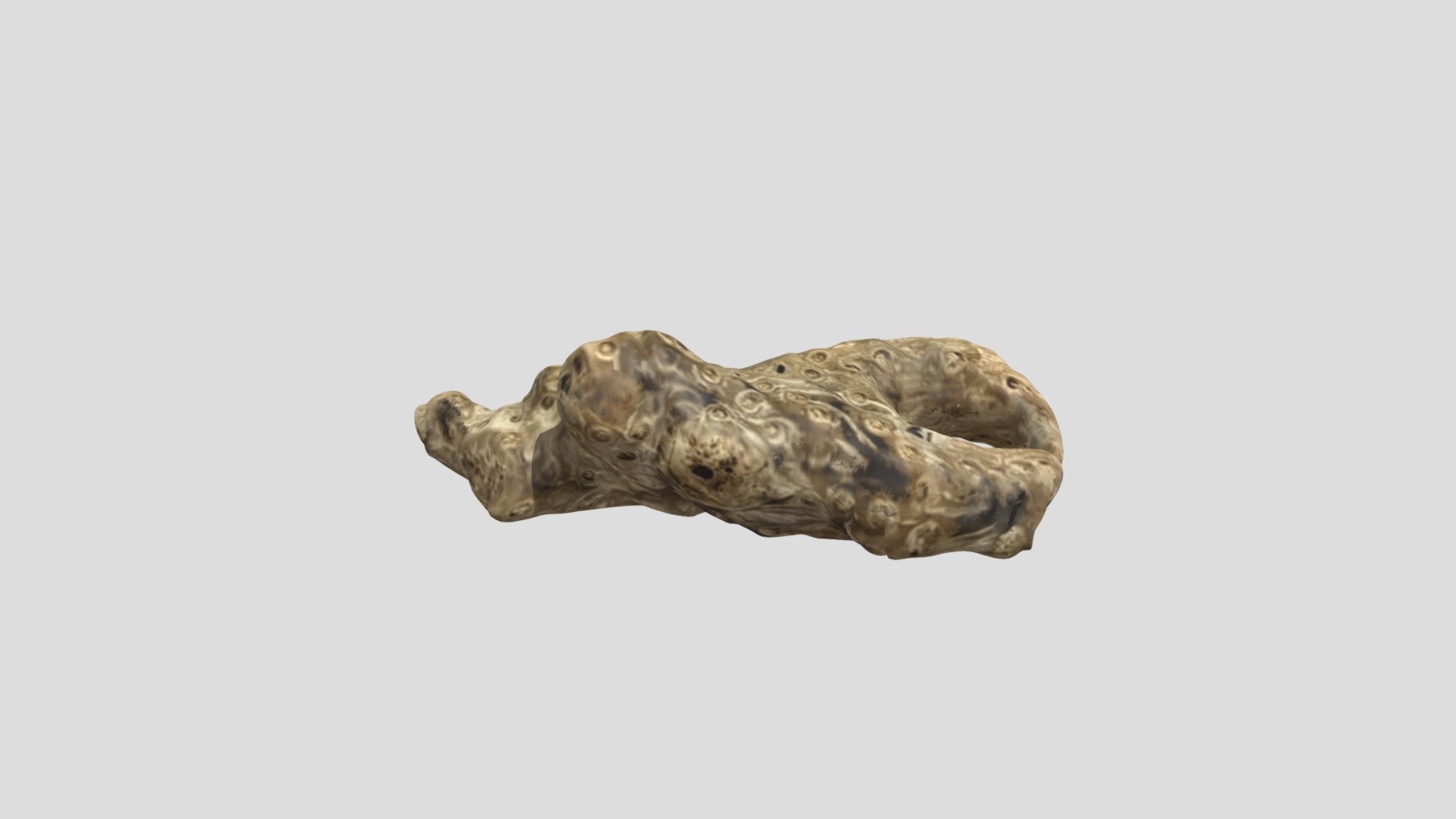 Cnidaria - 3D model by Muhammad Taufiq (@mxhdtaufiq) [d2bba0f] - Sketchfab