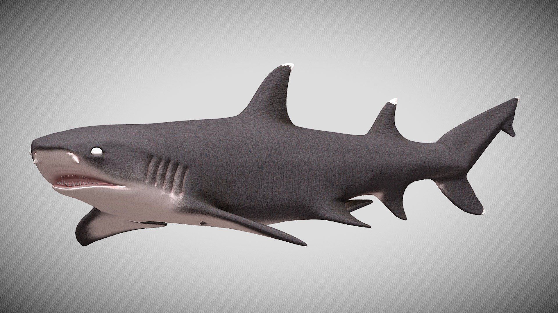 triaenodon obesus - Download Free 3D model by AllThingsSaurus [d2c77d6 ...