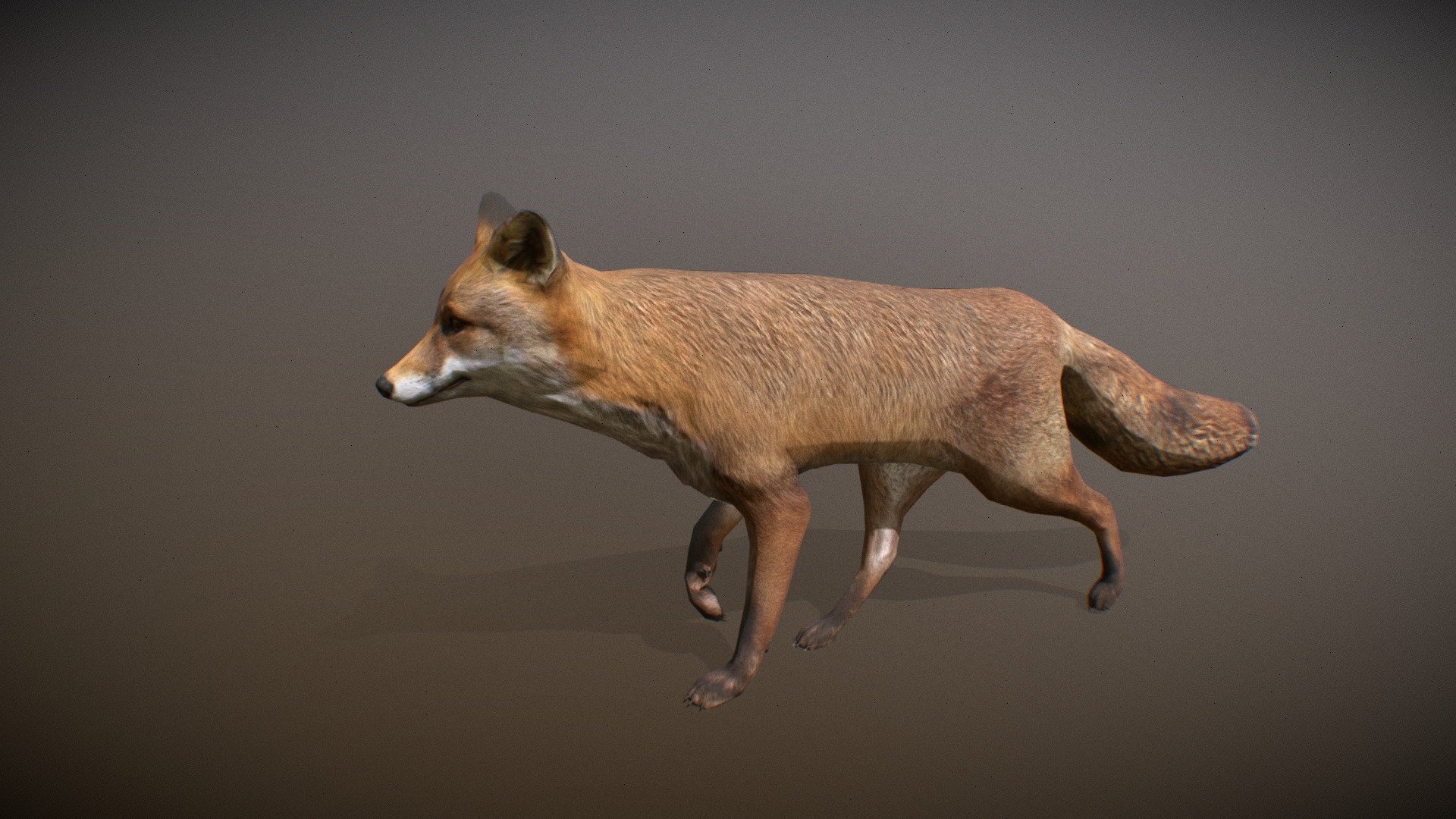 Animalia - Fox - 3D model by GiM (@GamesInMotion) [d2c795f] - Sketchfab