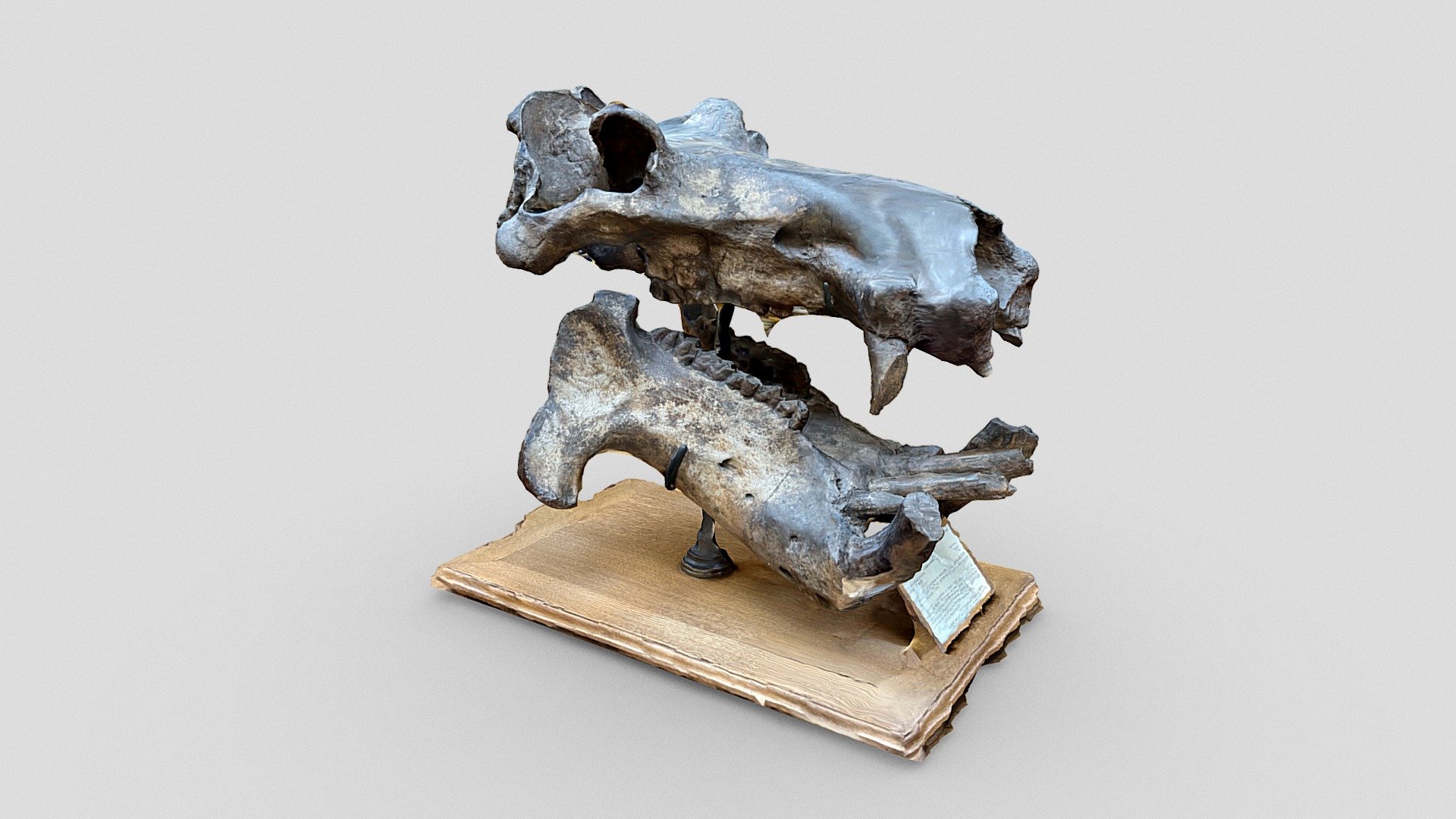 Hippo skull, Natl. Museum of Natural History (1) - Download Free 3D ...