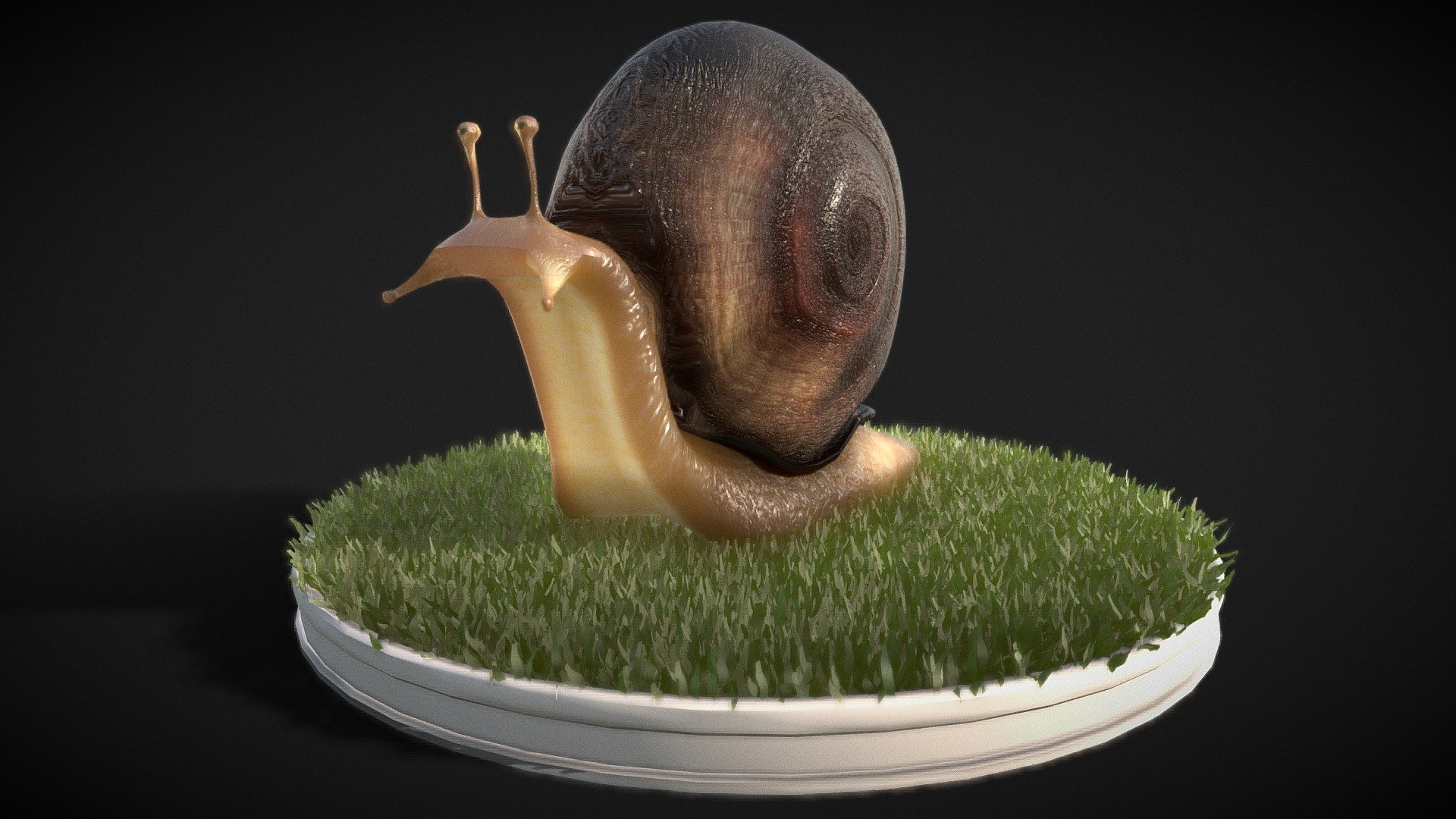 Snail - Download Free 3D model by isramtz [d2c8b07] - Sketchfab