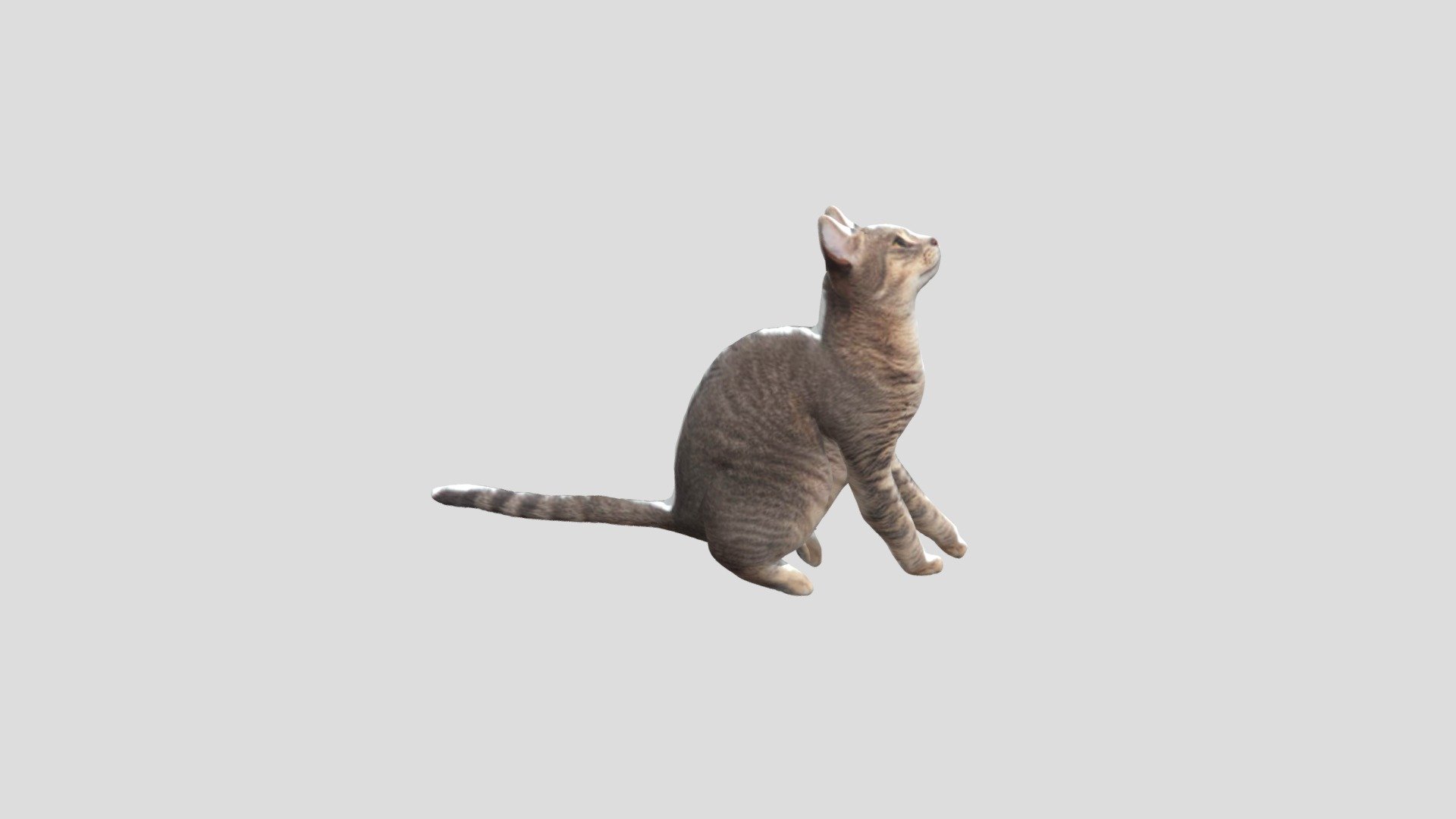 a cat can walk - Download Free 3D model by a850364 [d2cea08] - Sketchfab