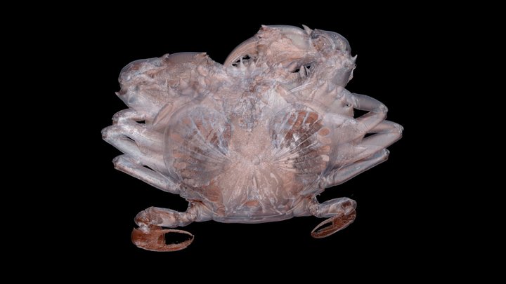 Portunidae 3D models - Sketchfab
