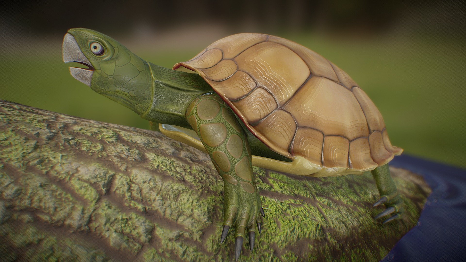 Box Turtle - 3D model by Pat Crandley (@pcrandley) [d2d27d1] - Sketchfab