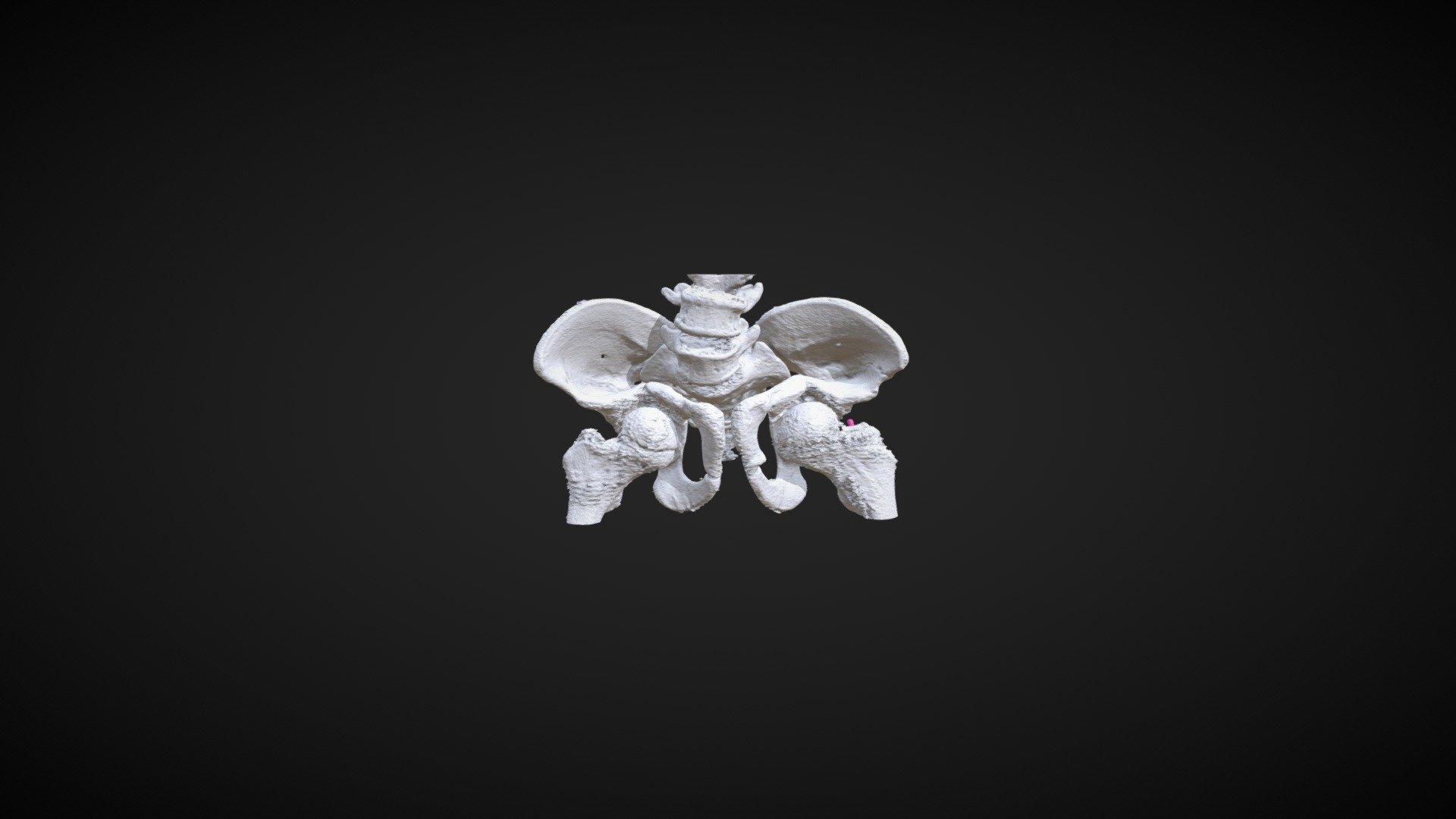 Pelvis - 3D model by Lincoln Wong (@lincolnwong) [d2d5841] - Sketchfab