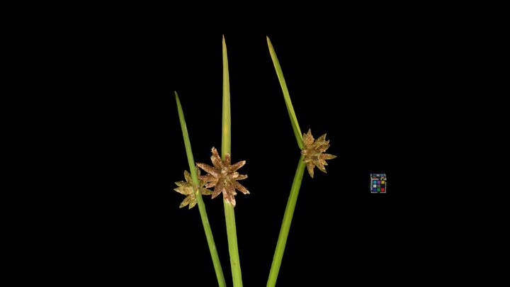 Weed 3D models - Sketchfab