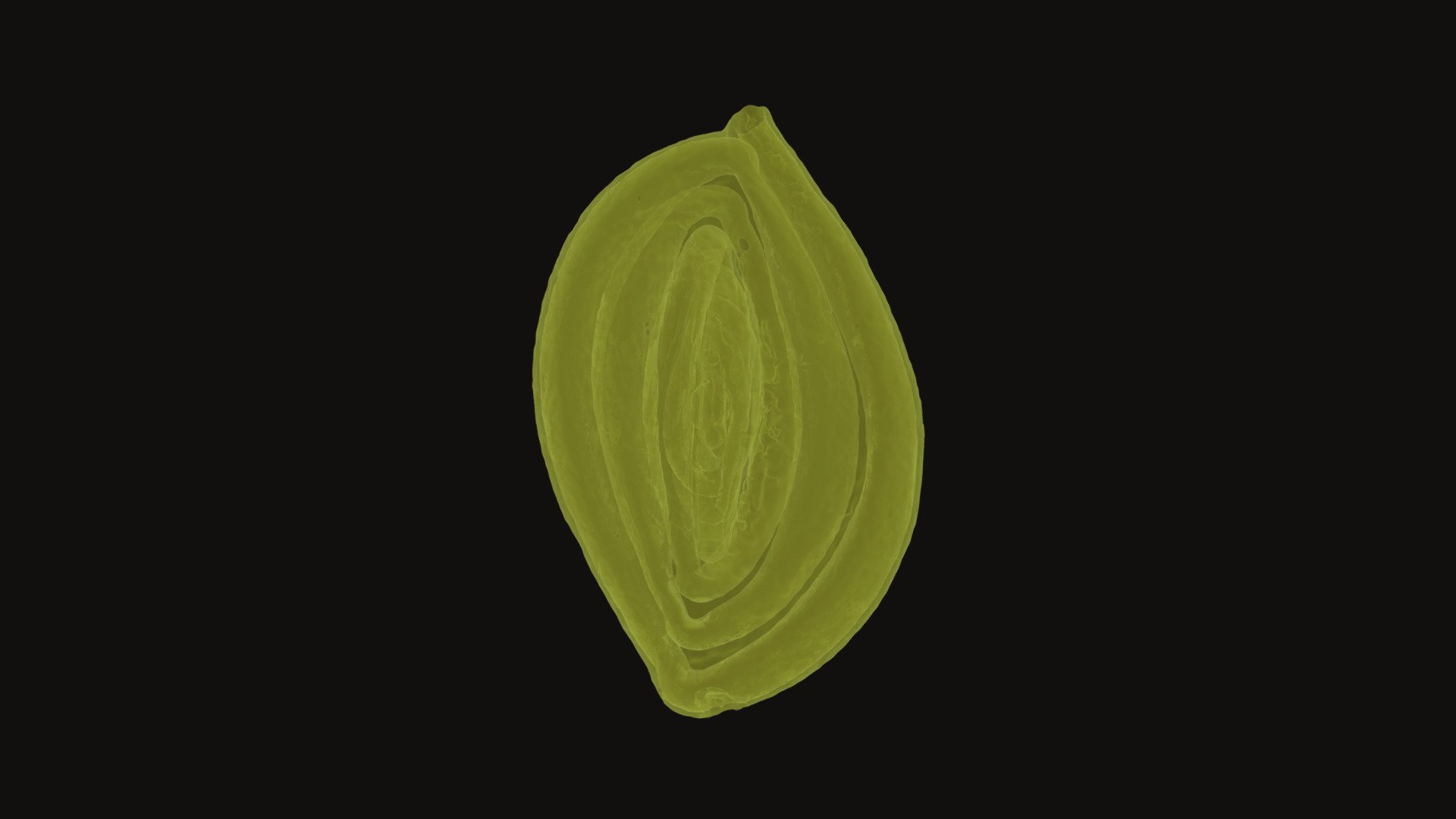 Spiroloculina - Download Free 3D model by BelangerForamLab (@christina ...