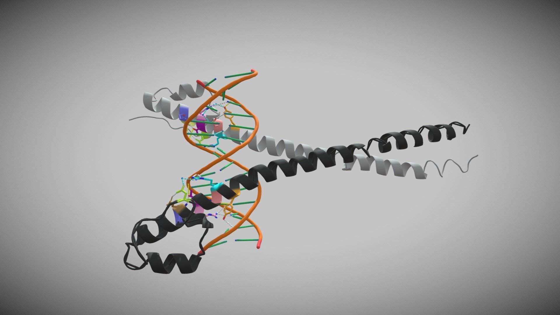 MafG-DNA: Residues Holding Hands! (500669271) - Download Free 3D model ...