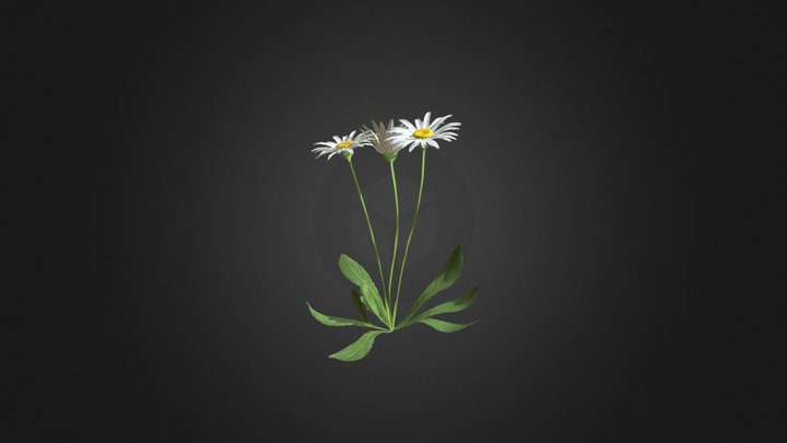 Daisies 3D models - Sketchfab