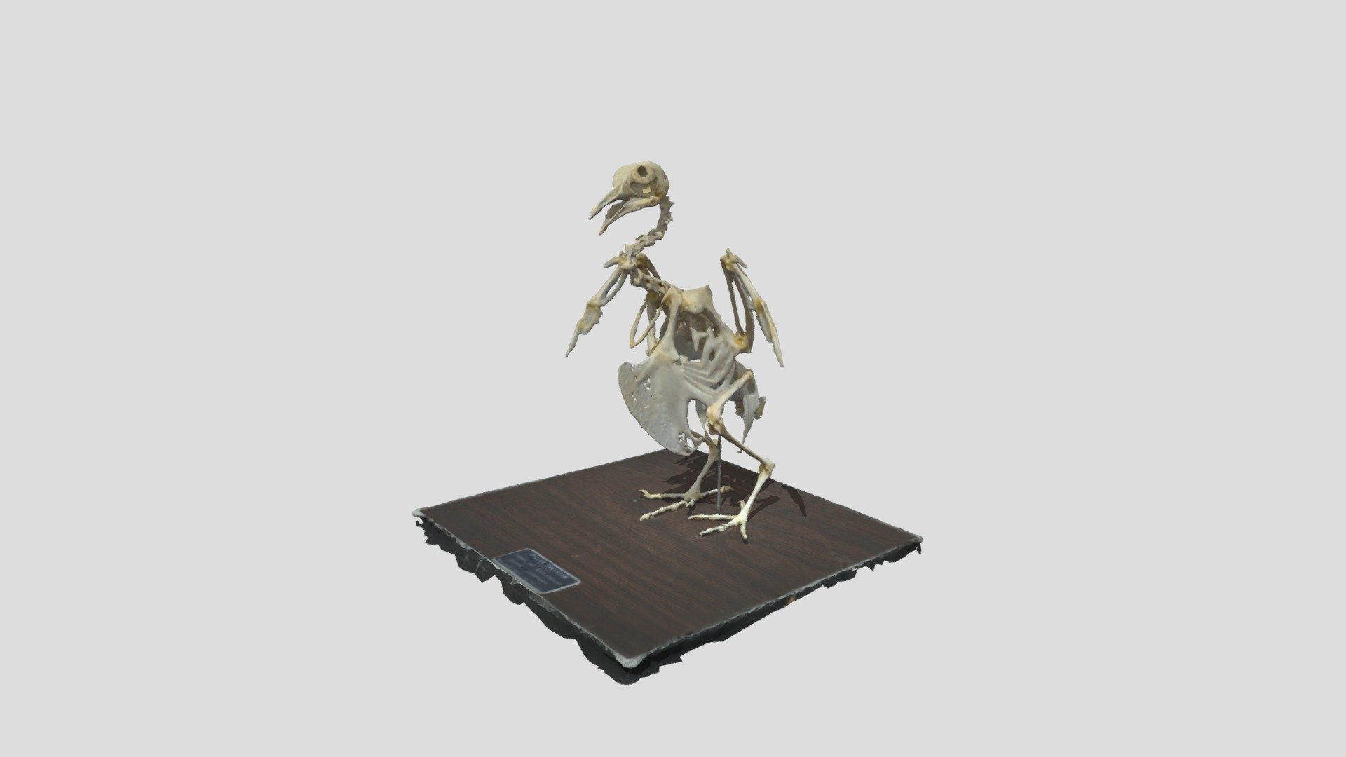 Pigeon (Columbidae) skeleton - Download Free 3D model by LJMUZoology ...