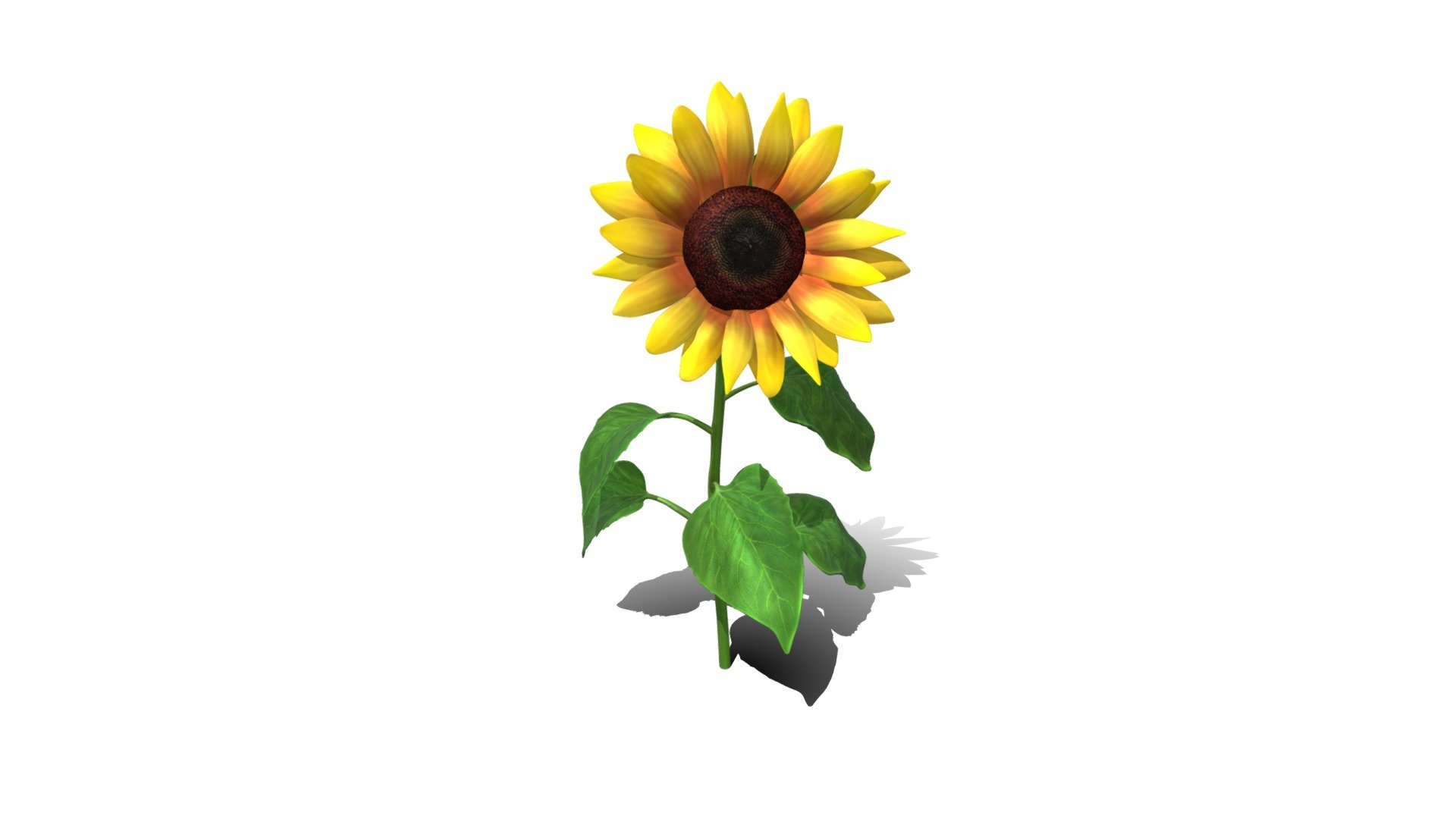 sun flower - 3D model by Chanchalpaul [d2eb577] - Sketchfab