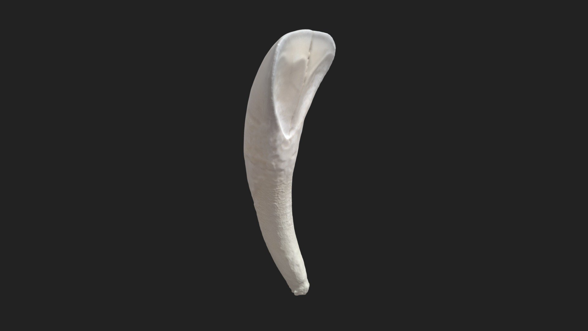 1st incisor (incisivus, I1) sheep (lower jaw) - Download Free 3D model ...