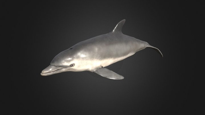 Dolphin 3D models - Sketchfab