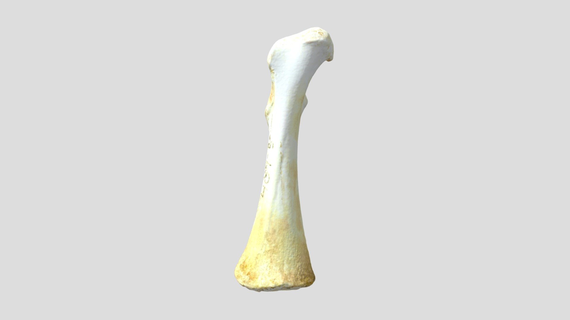 Turkey Coracoid Left (VCU_3D_4075) - Download Free 3D model by Virtual ...
