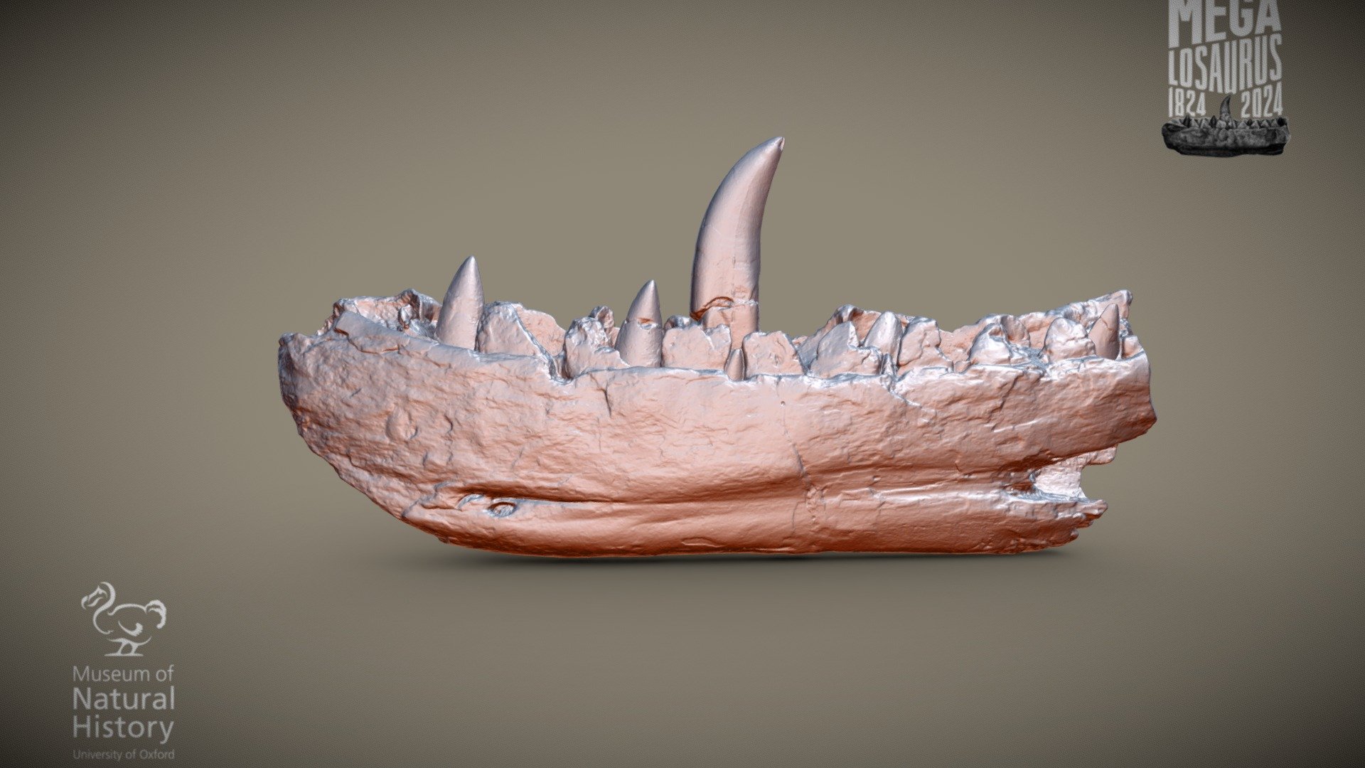 Megalosaurus dentary (OUMNH PAL-J.13505) Matcap - 3D model by Oxford ...