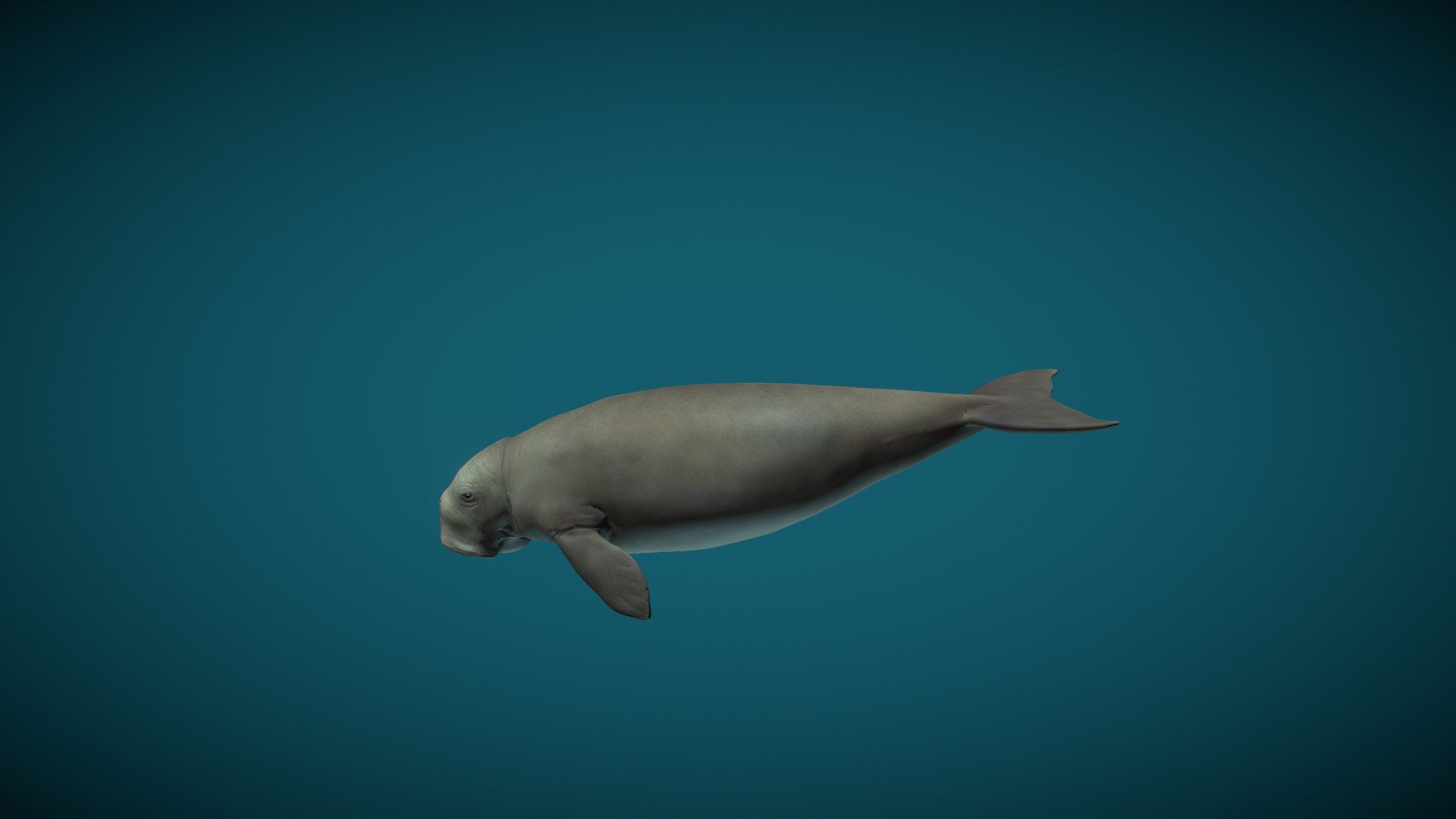 DUGONG SWIMMING - 3D model by Claudia Carceles (@claudiacr) [d310edf ...