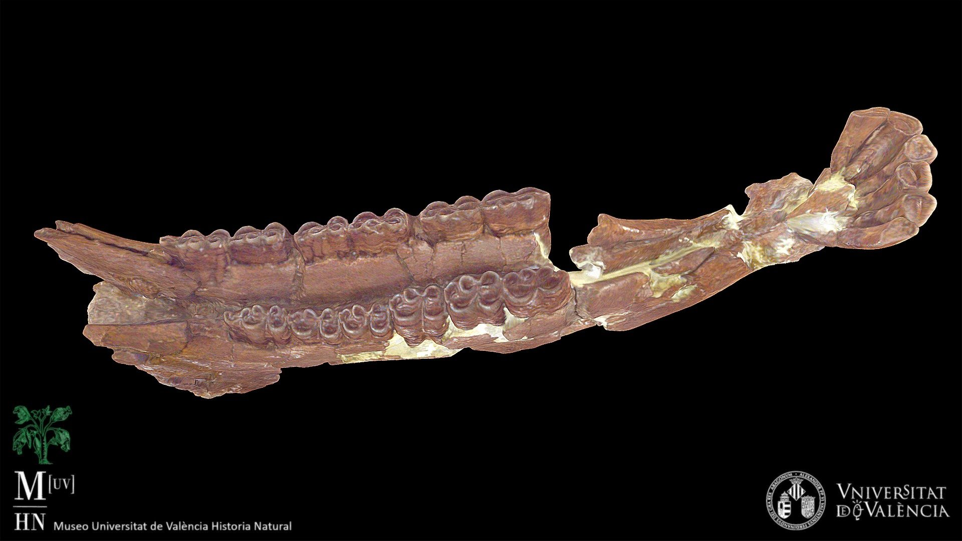 3D scan fossil horse jaw (Hipparion) - Download Free 3D model by Museo ...